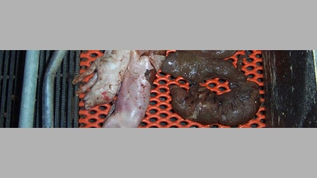 Steven McOrist - pig333, pig to pork community