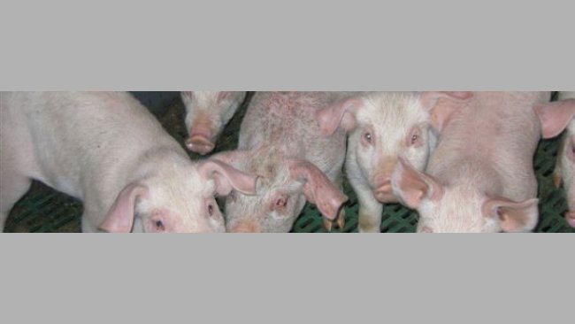 Exudative Epidermitis In Pigs