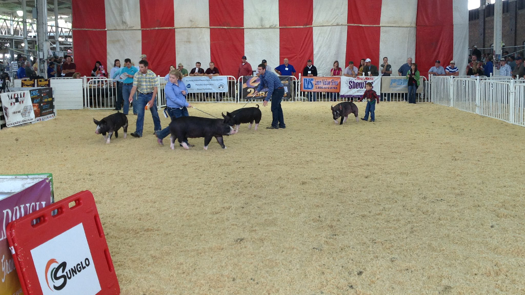 World Pork Expo 2013 - Reports - pig333, pig to pork community