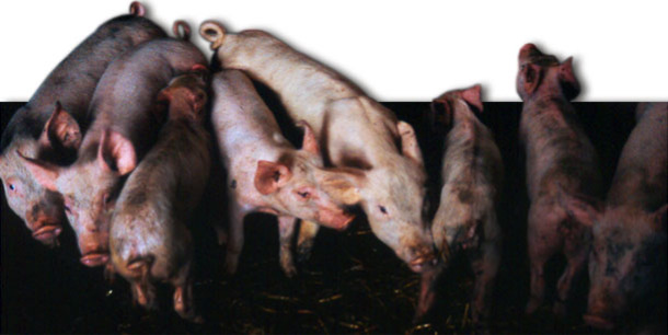 Genomics and pig health - Articles - pig333, pig to pork community