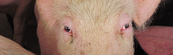 Escherichia coli infections in pigs (1 of 2) - Articles - pig333, pig ...