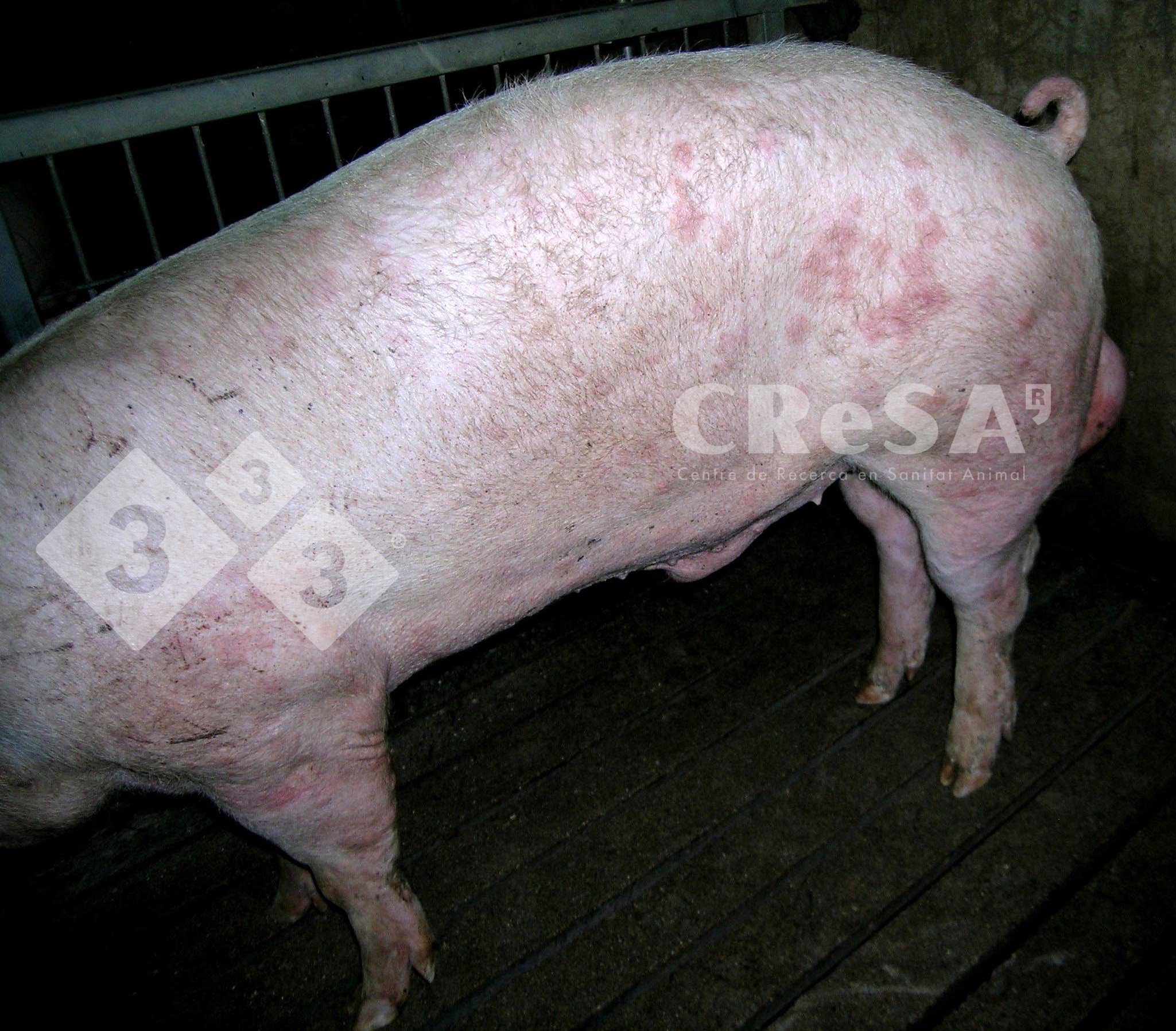 Erysipelas Disease In Pigs