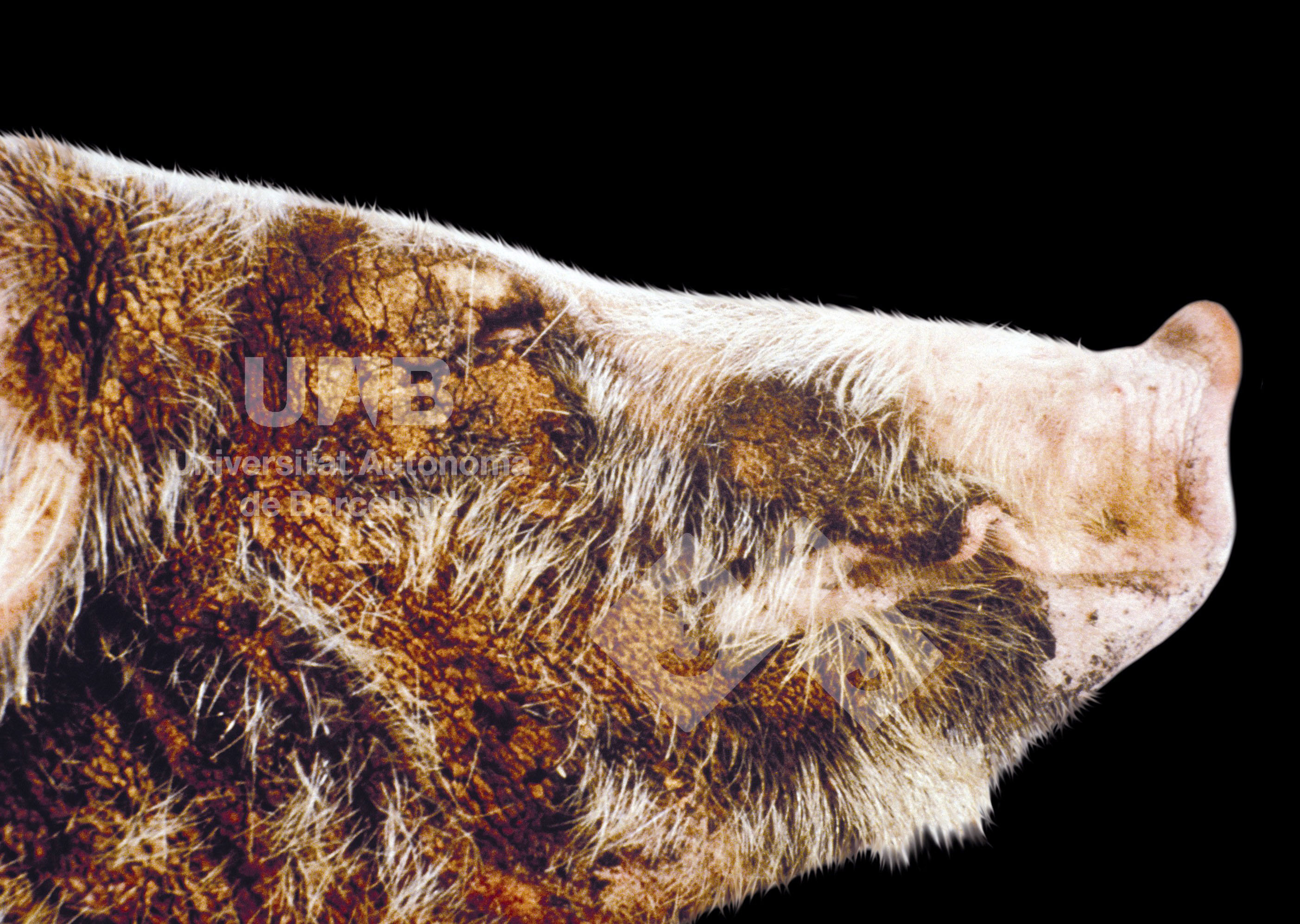 Atlas of swine pathology - pig333, pig to pork community