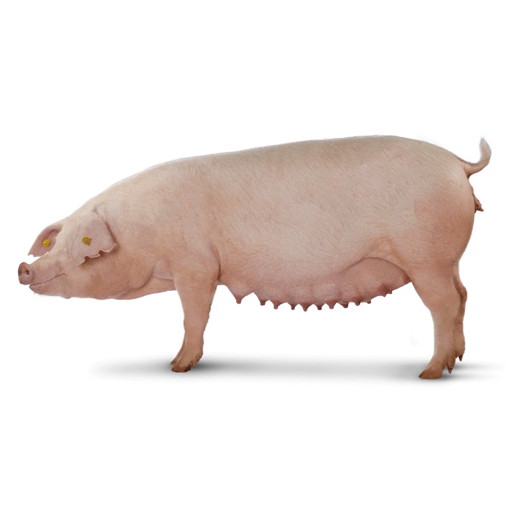 Products - Landrace - - pig333, pig to pork community