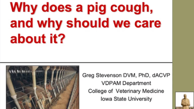 Why does a pig cough? - Boehringer Ingelheim Vetmedica GmbH - pig333 ...