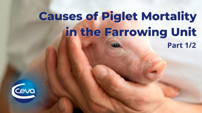 Causes of Piglet Mortality in the Farrowing Unit (1/2) - Ceva Santé ...