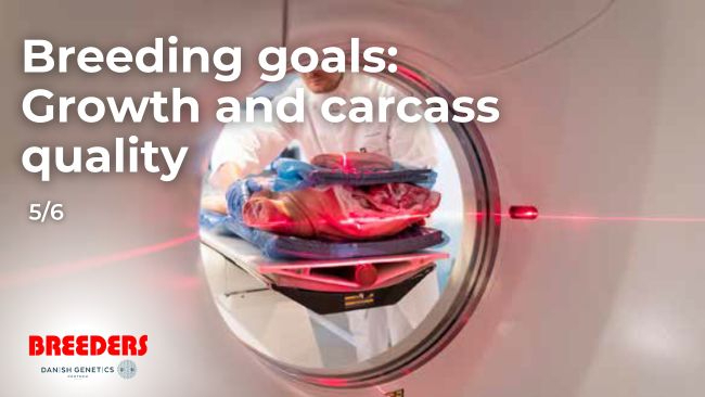 Breeding goals (5/6): Growth and carcass quality - Breeders of Denmark ...