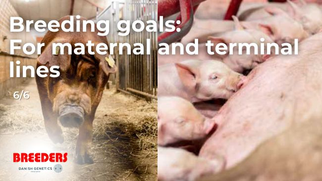 Breeding goals (6/6): For maternal and terminal lines - Breeders of ...