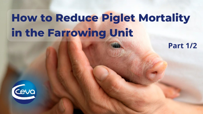 How to Reduce Piglet Mortality in the Farrowing Unit (1/2) - Ceva Santé ...