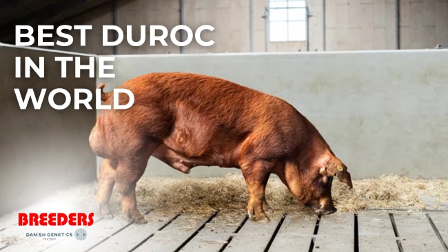 Duroc Pig Characteristics