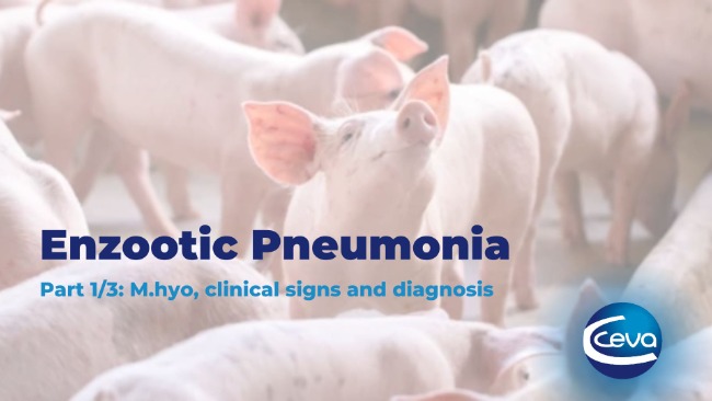Enzootic Pneumonia (1/3): M.hyo, clinical signs and diagnosis - Ceva ...