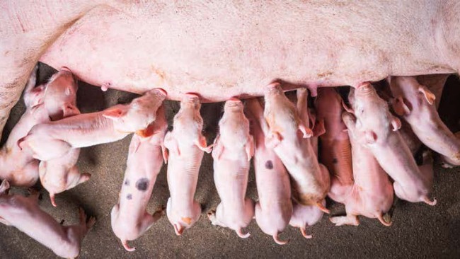 Omtimising Piglet Health through Adequate Colostrum Intake - Tonisity ...