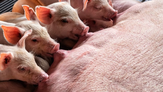 Colostrum excellence: hyperprolific sows delivering top notch colostrum ...