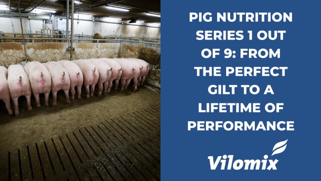 Pig nutrition series 1 out of 9: From the perfect gilt to a lifetime of ...