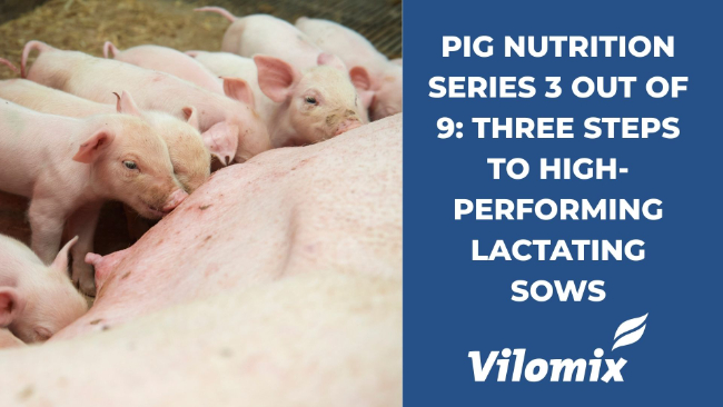 Pig nutrition series 3 out of 9: Three steps to high-performing ...