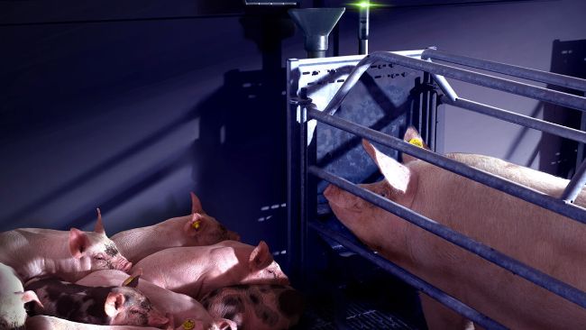 4 reasons to take control of sow feed intake - NEDAP Livestock ...