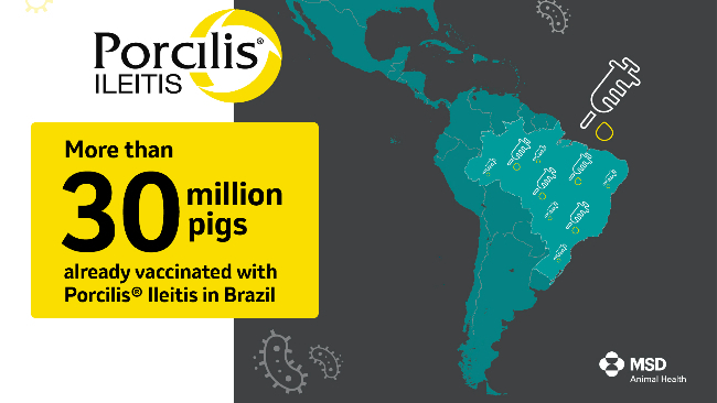 More than 30 million pigs already vaccinated with Porcilis® Ileitis in ...