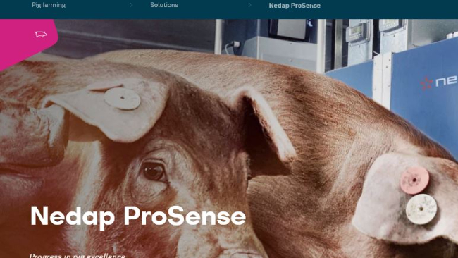 Nedap ProSense: Progress in pig excellence - NEDAP Livestock Management ...