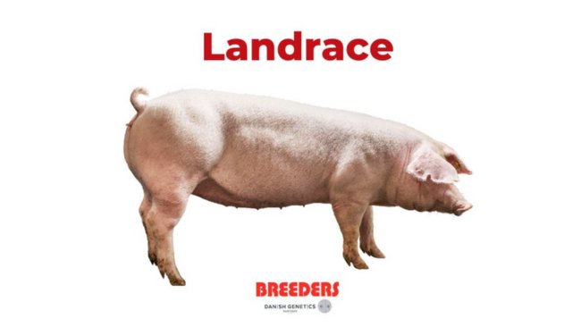 Breeders of Denmark A/S - Danish Genetics Partner - pig333, pig to pork ...