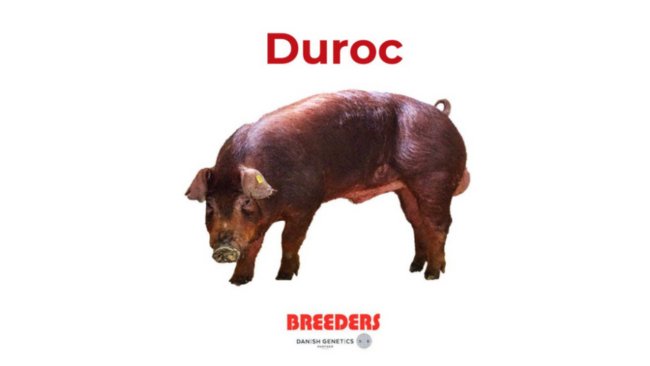 Publication: Breeders of Denmark A/S - Danish Genetics Partner - pig333 ...