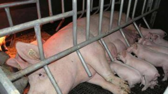 Publication: PIC UK - pig333, pig to pork community